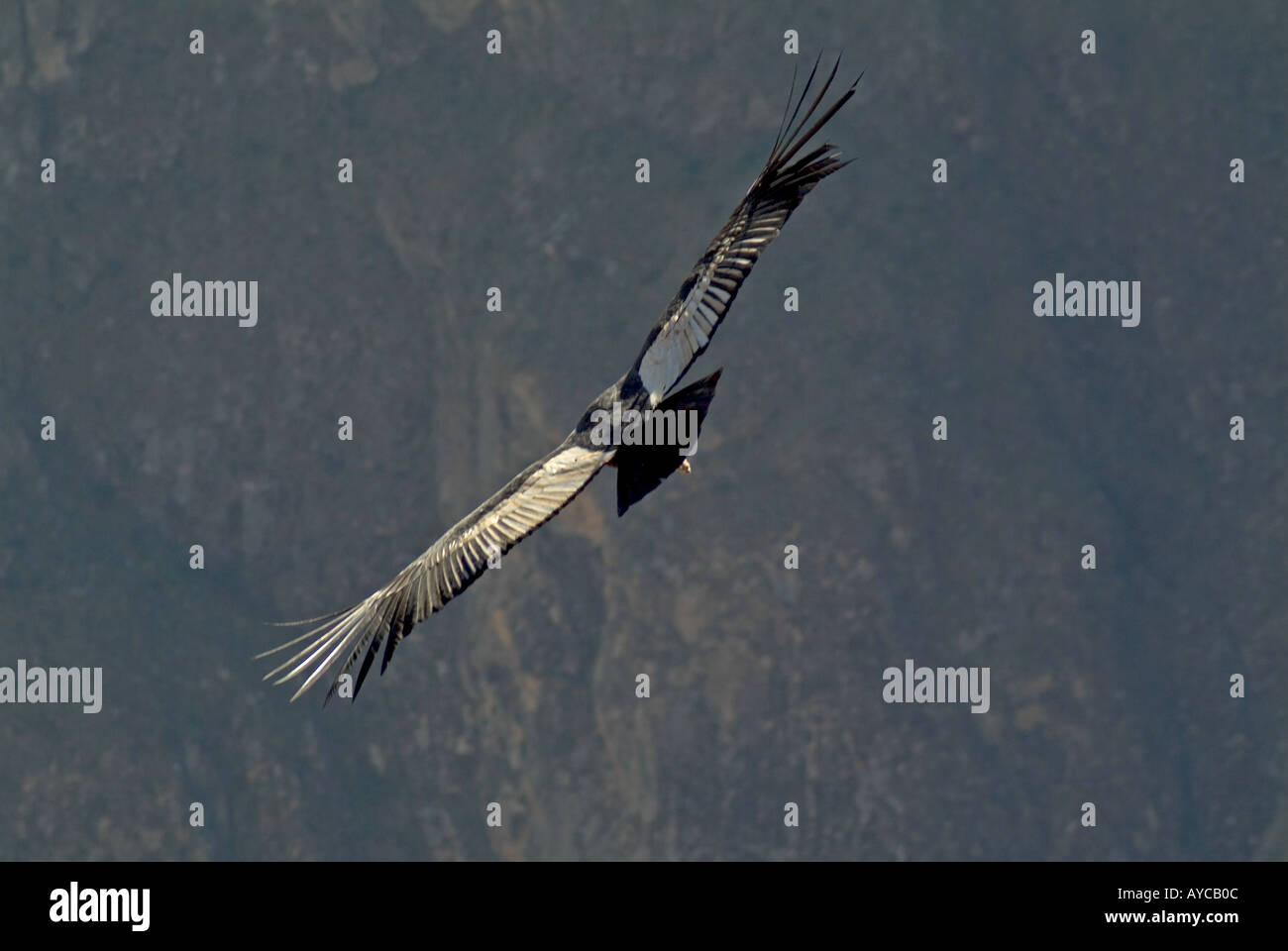 Andean Condor in Flight at Colca Canyon Peru Stock Photo - Alamy
