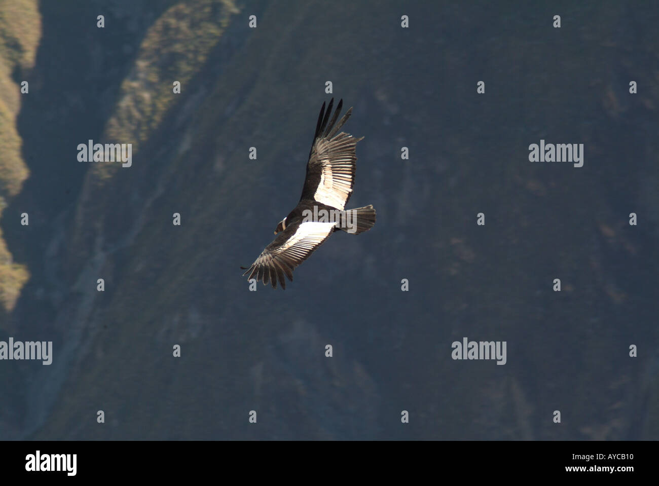 Andean Condor in Flight at Colca Canyon Peru Stock Photo - Alamy