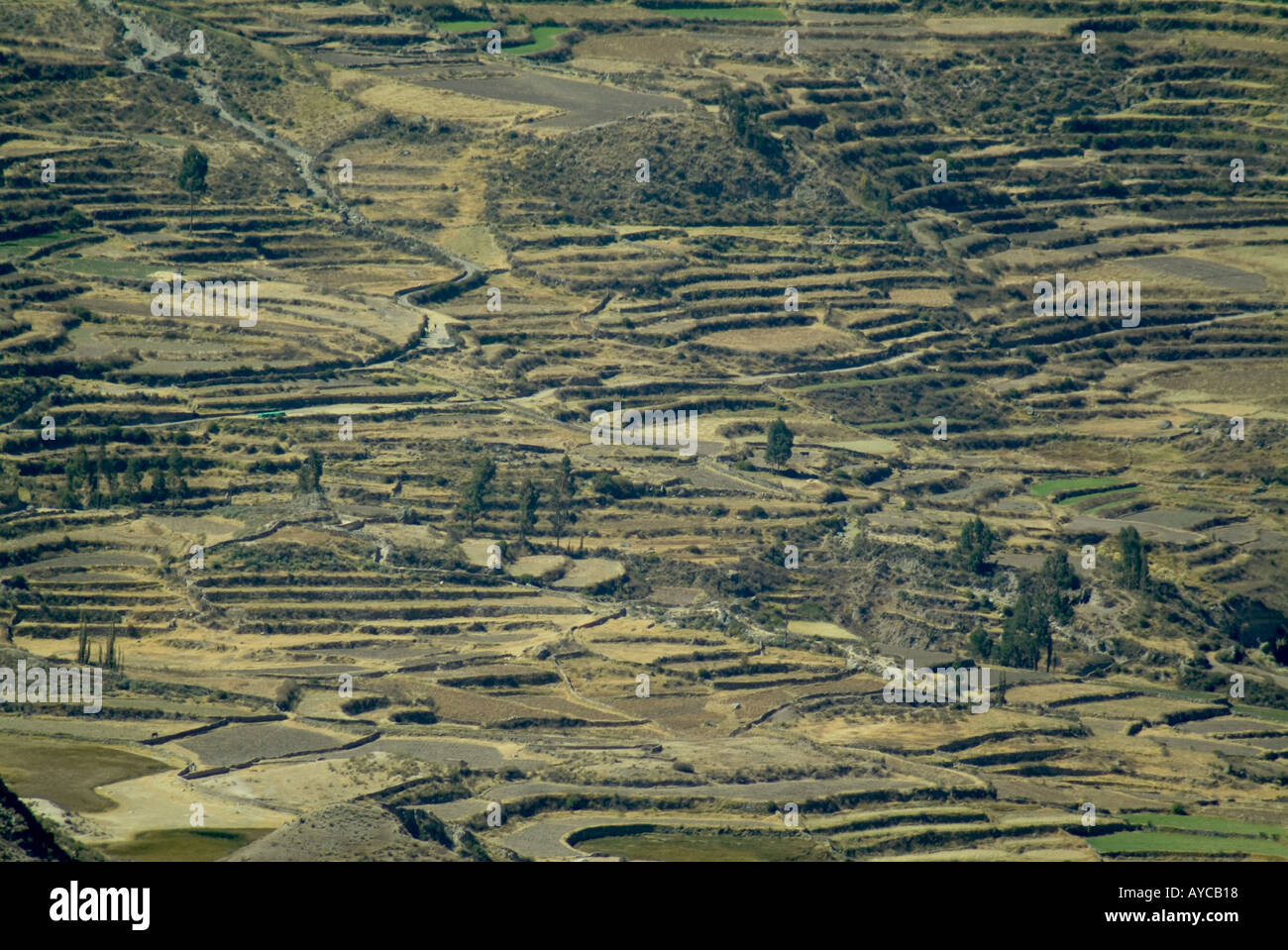 Inca Terraces in Colca Canyon Stock Photo - Alamy