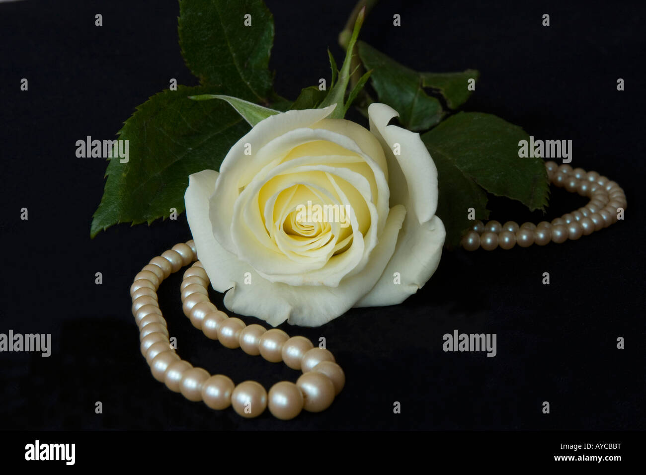 A white rose lays on a black background with a string of pearls Stock ...