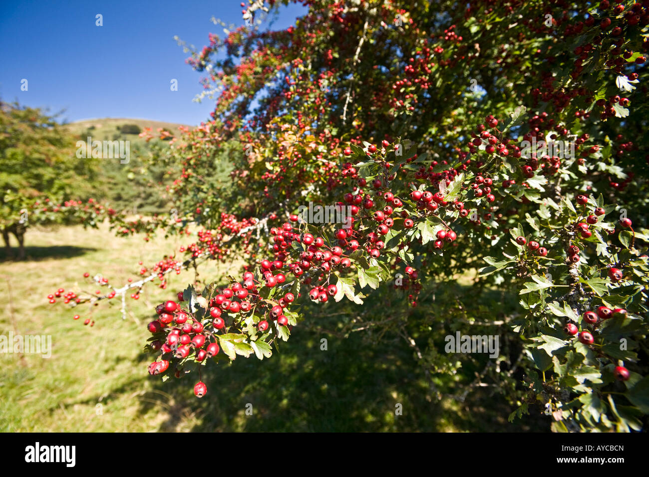 Cenellier hi-res stock photography and images - Alamy