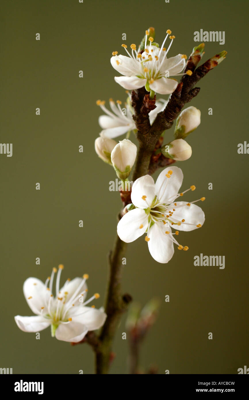Damson ‘shropshire prune’ hi-res stock photography and images - Alamy