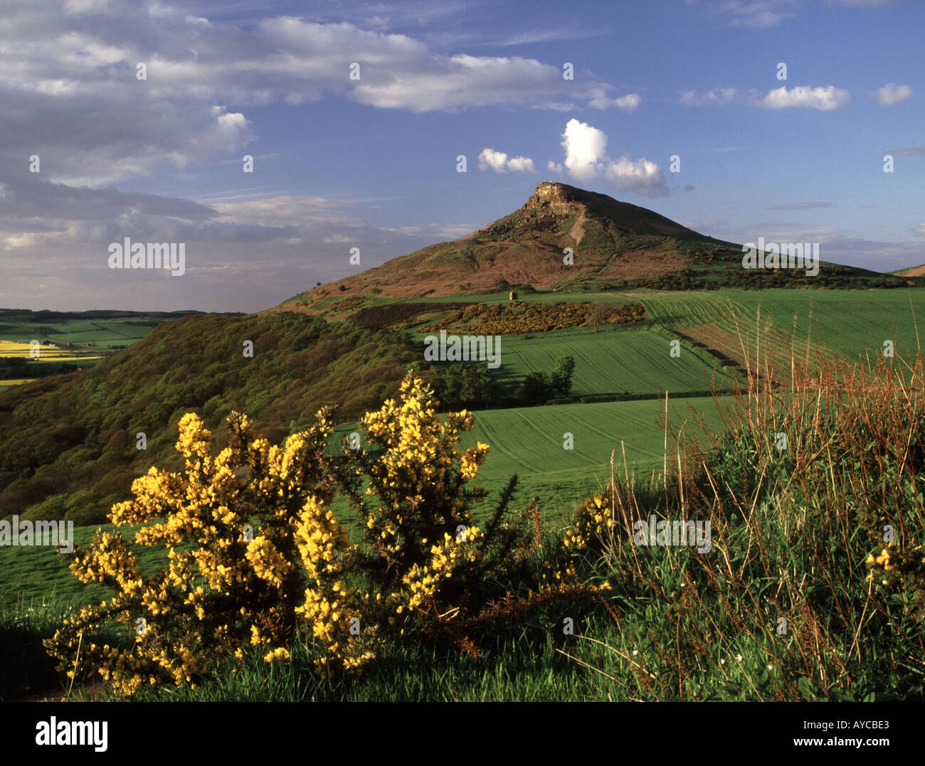 Roseberry Topping near Great Ayron with spring broom North York Moors ...