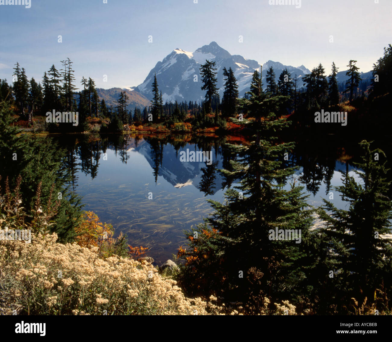 Cascade mountain ash hi-res stock photography and images - Alamy