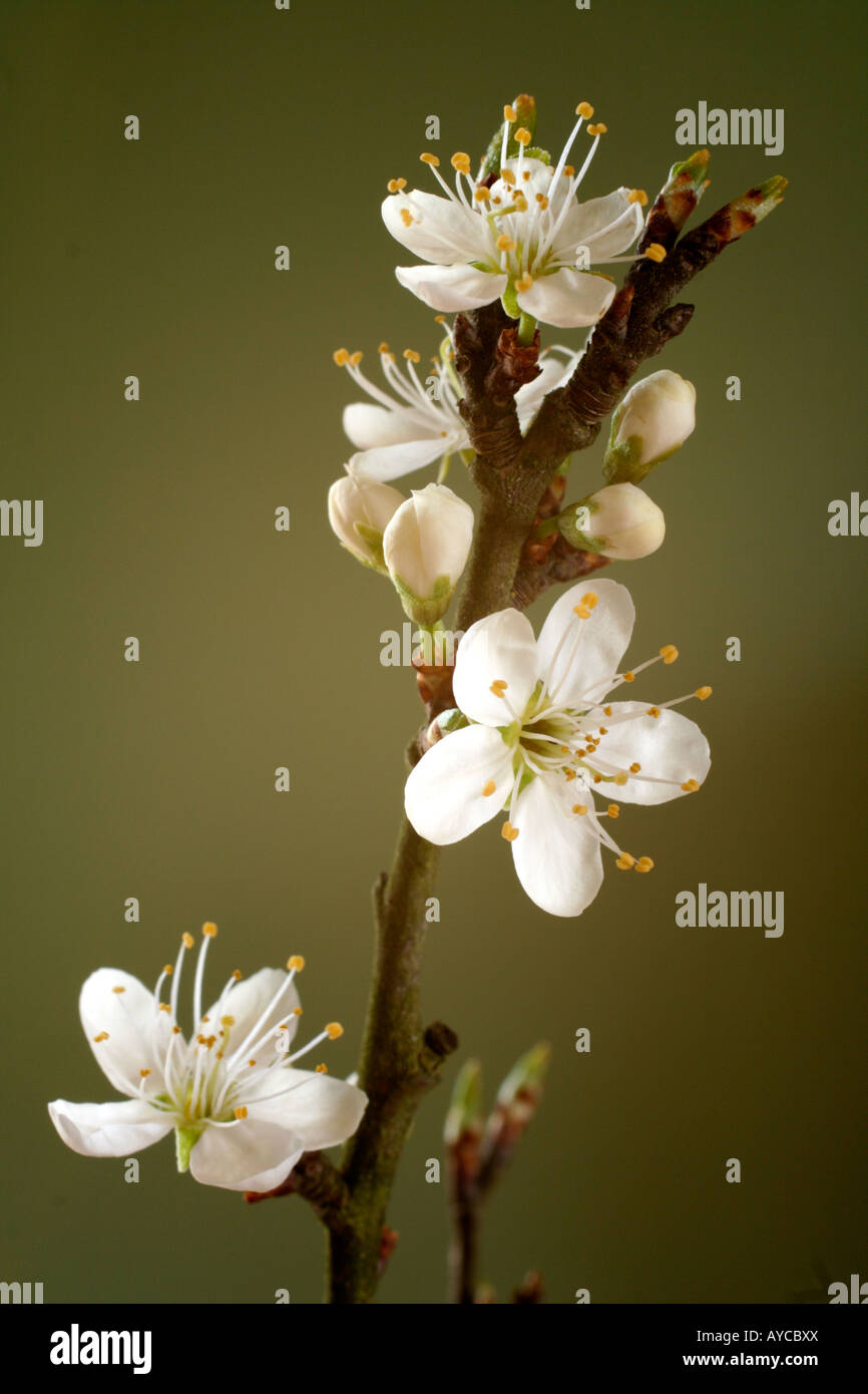 Damson tree blossom hi-res stock photography and images - Alamy
