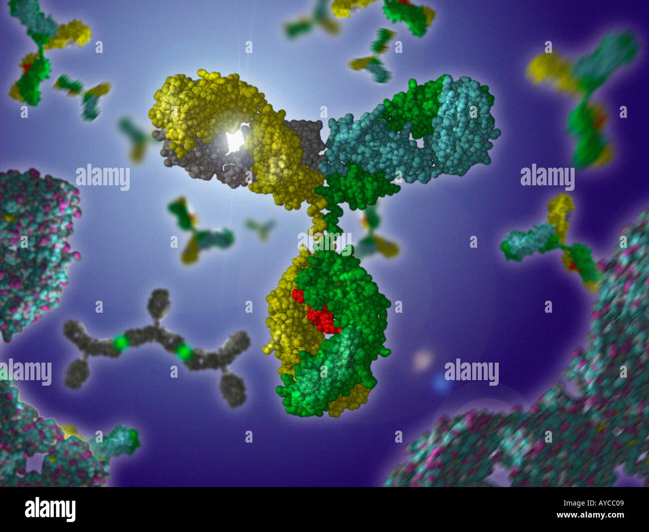 Human antibody igG in bloodstream part of the human immune system Stock ...