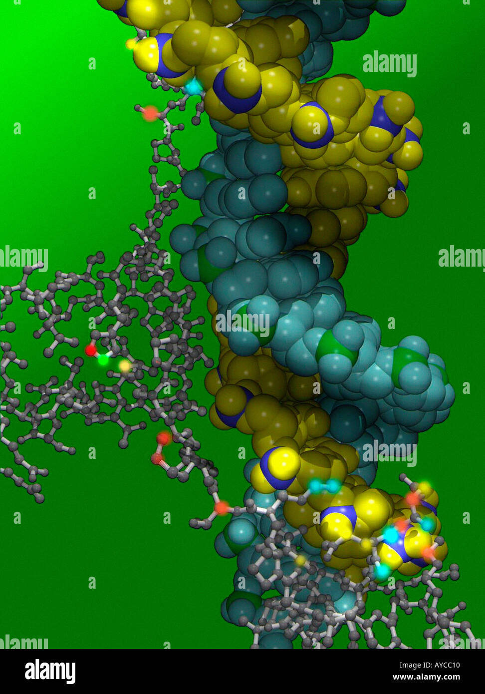 DNA helix containing coding gene that interacts with a protein ...