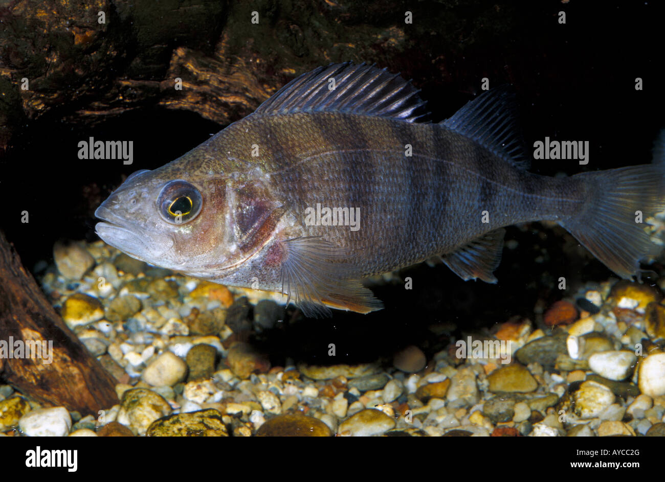 European perch, redfin perch, Perca fluvialitis Stock Photo - Alamy