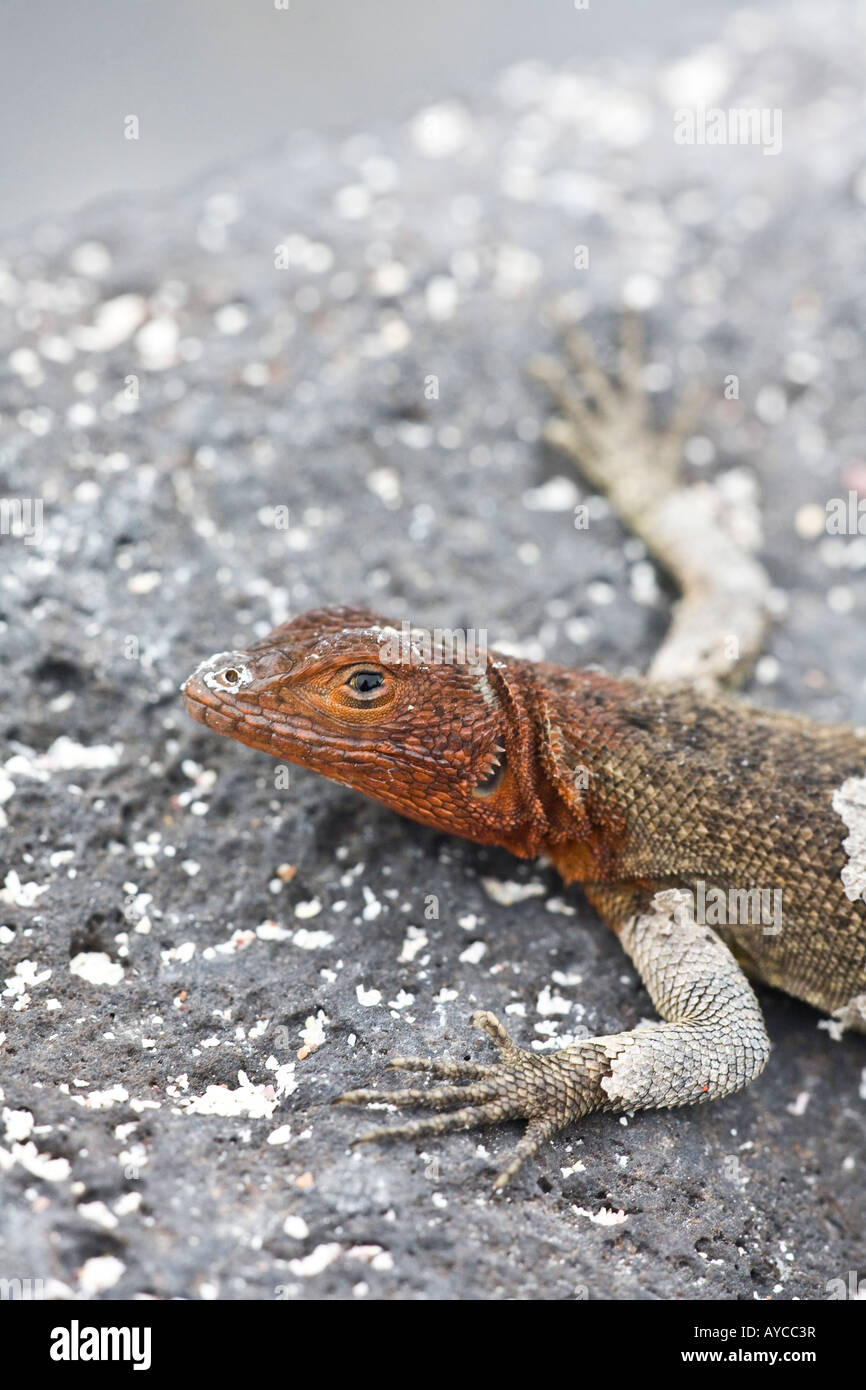 Espanola lava lizard warming up on a rock Stock Photo - Alamy