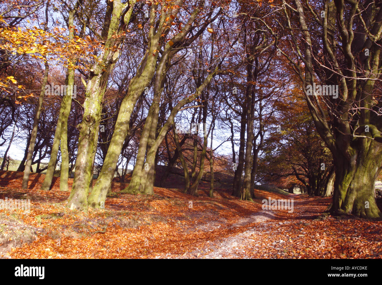 Oxlow rake hi-res stock photography and images - Alamy