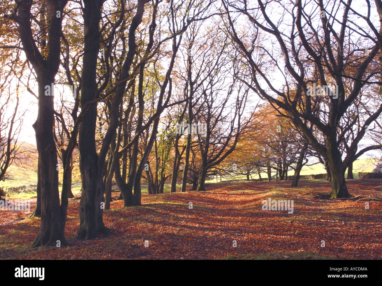 Oxlow Rake beechwoods Stock Photo - Alamy