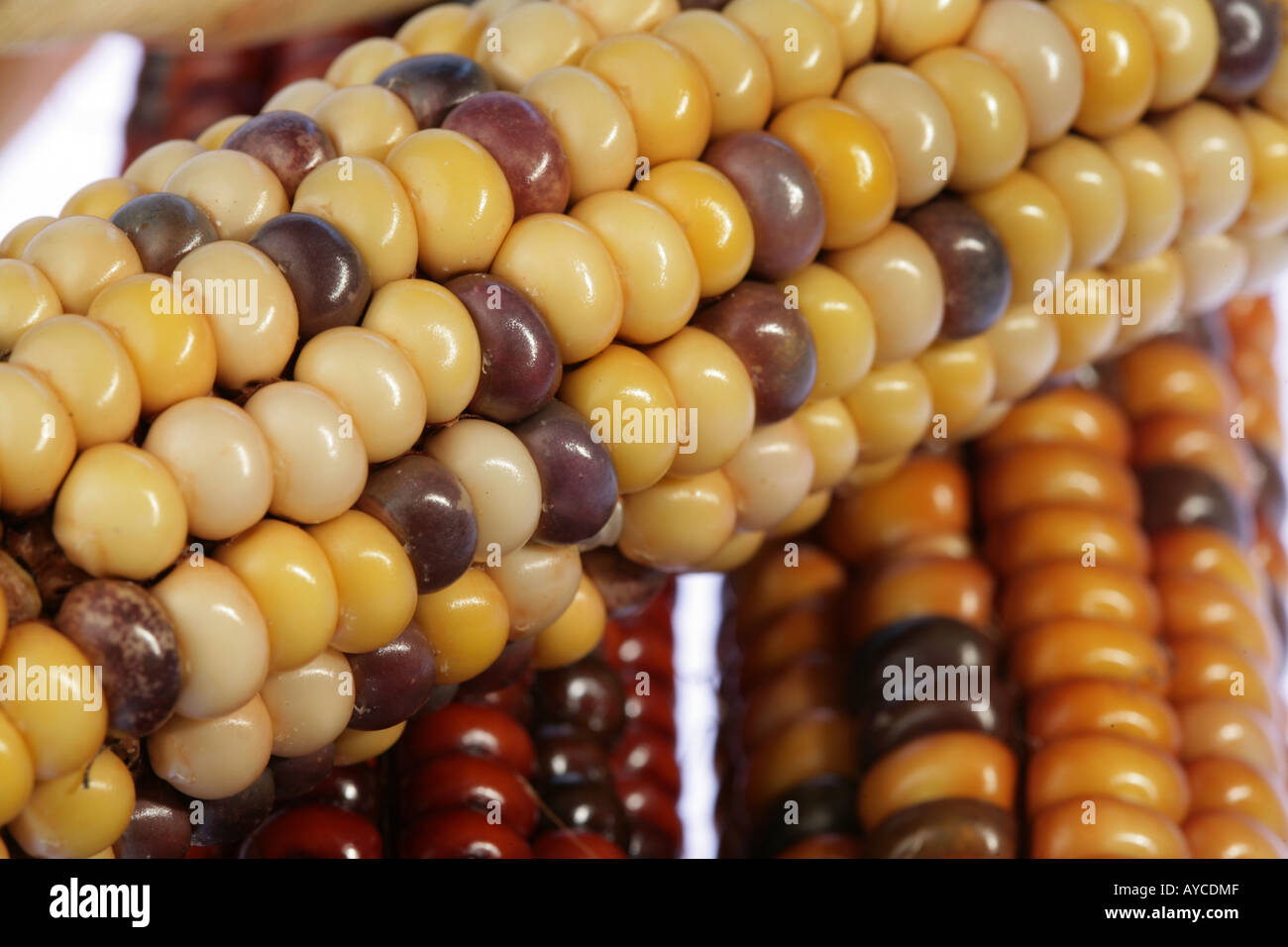 DEU Germany decoration corn cob Stock Photo - Alamy