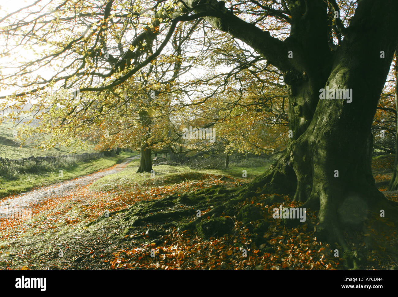 Oxlow rake hi-res stock photography and images - Alamy