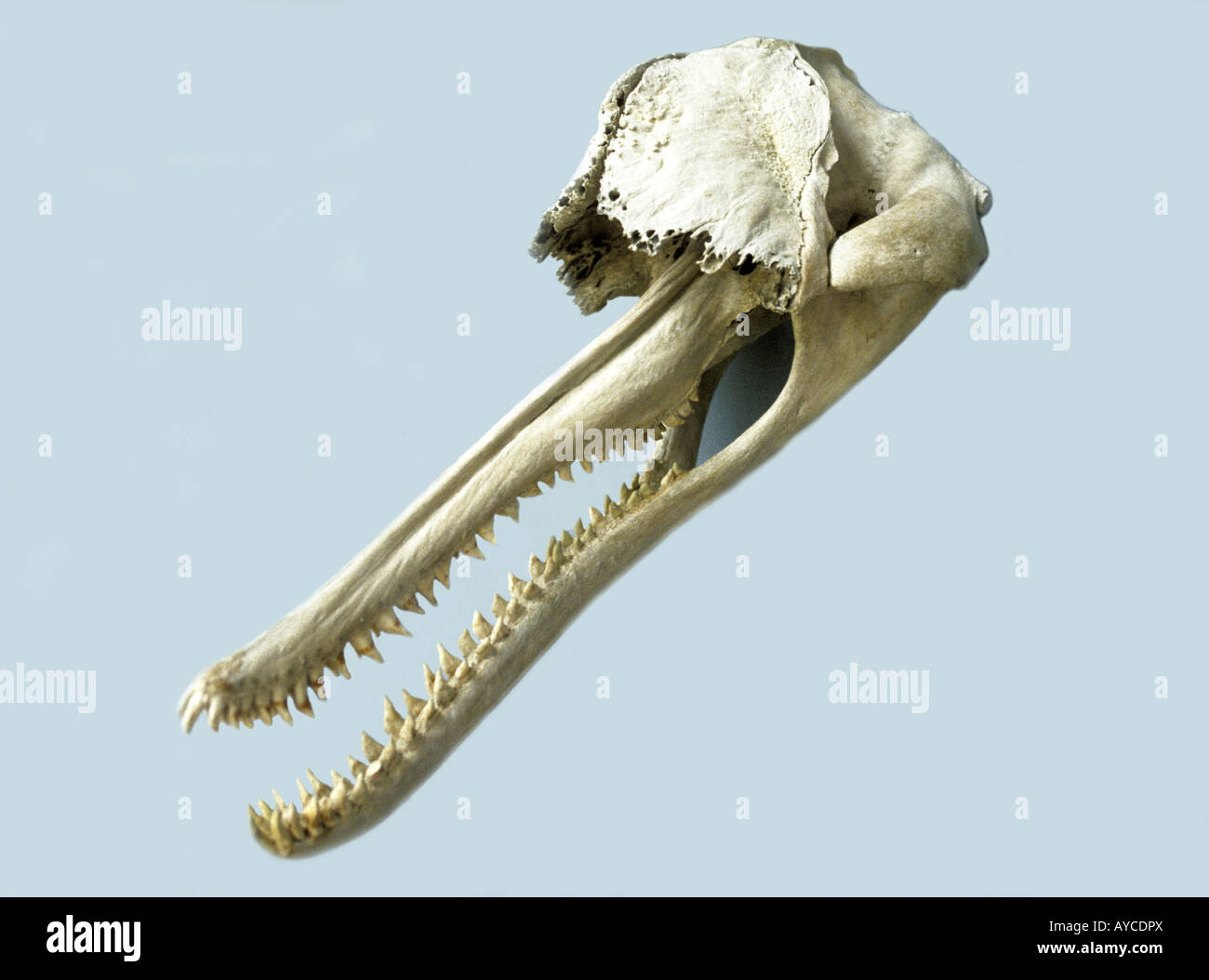 Ganges River Dolphin (Platanista gangetica). skull There are no eye ...