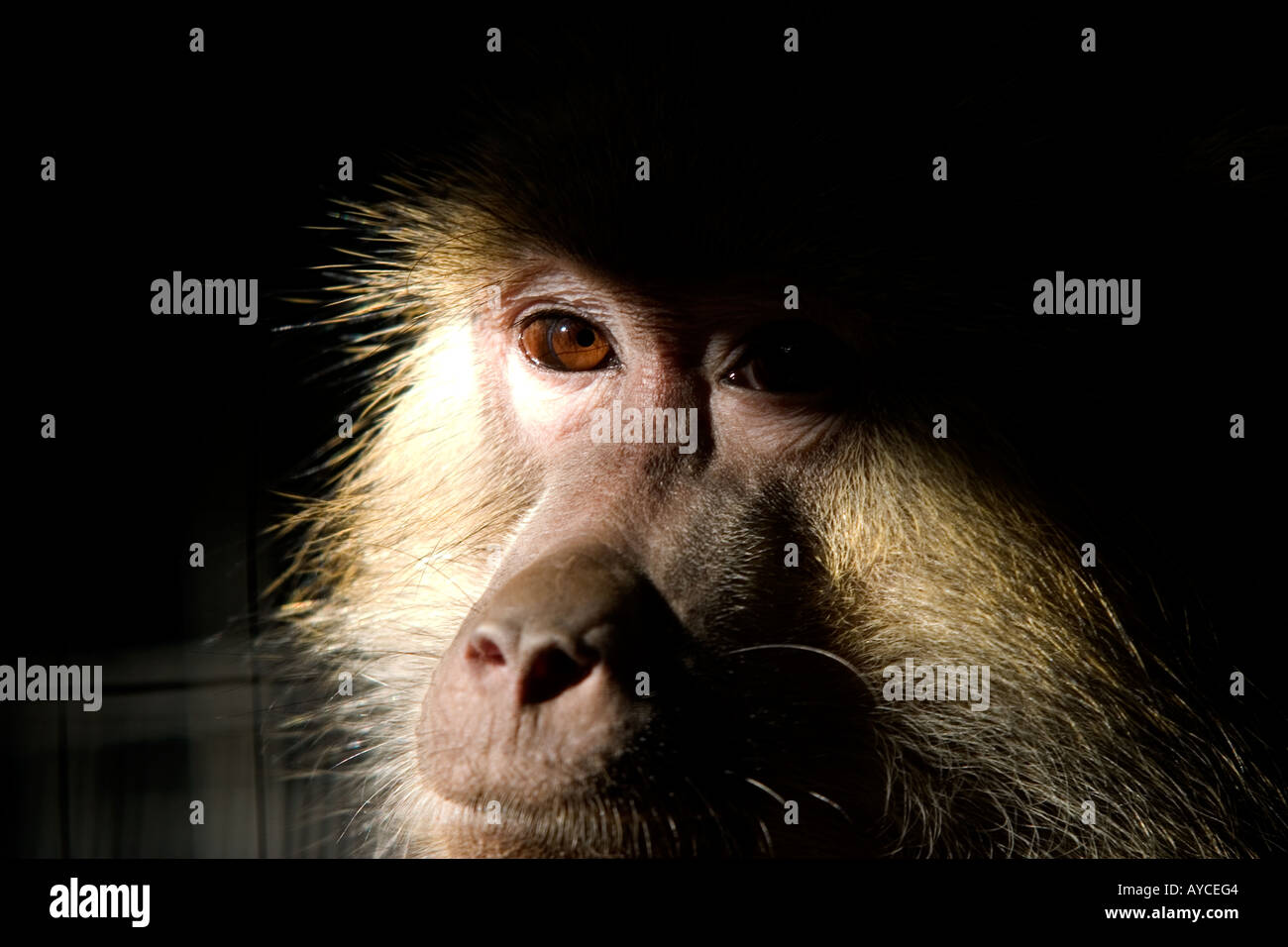 Baboon in Captivity Stock Photo - Alamy
