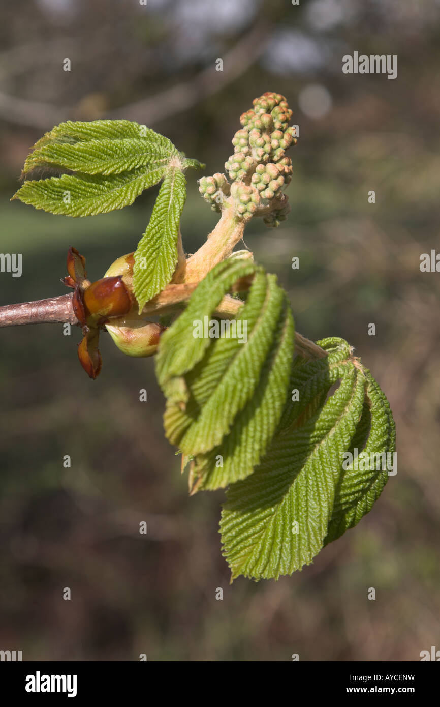 Aesculus hippocastanum horse chestnut tree hi-res stock photography and ...
