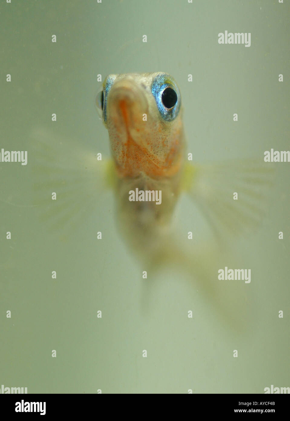 Three Spined Male Stickleback Gasterosteus aculeatus UK Stock Photo - Alamy