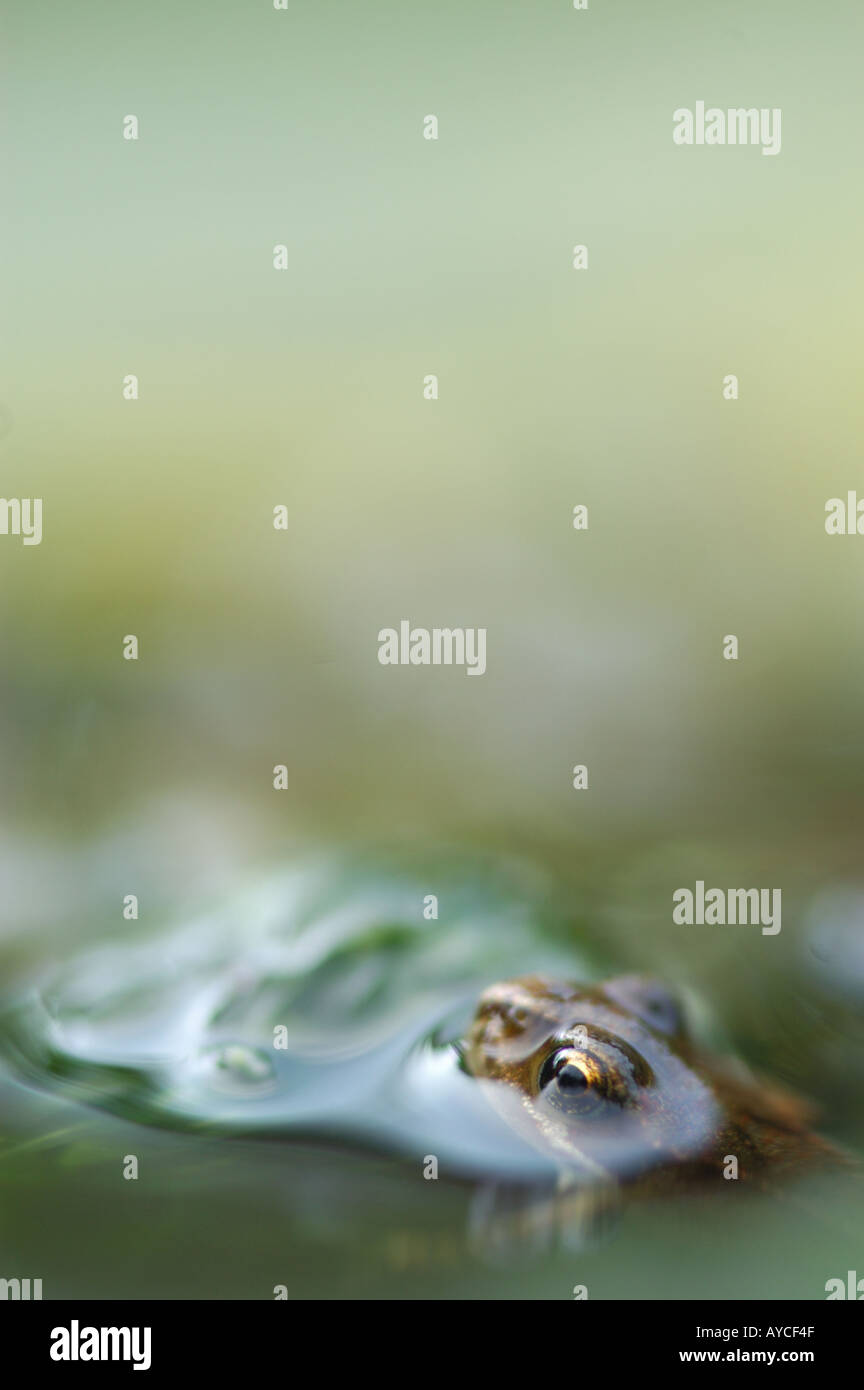 Froglet in water hi-res stock photography and images - Alamy