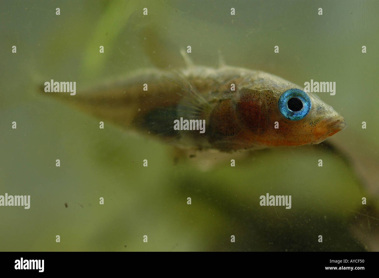 Male three spined stickleback hi-res stock photography and images - Alamy