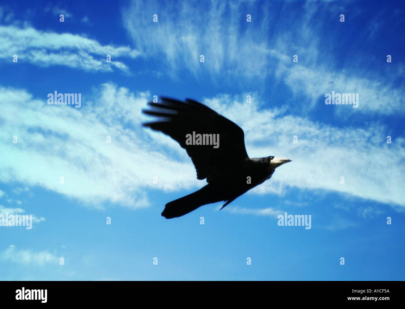 Crow flies hi-res stock photography and images - Alamy