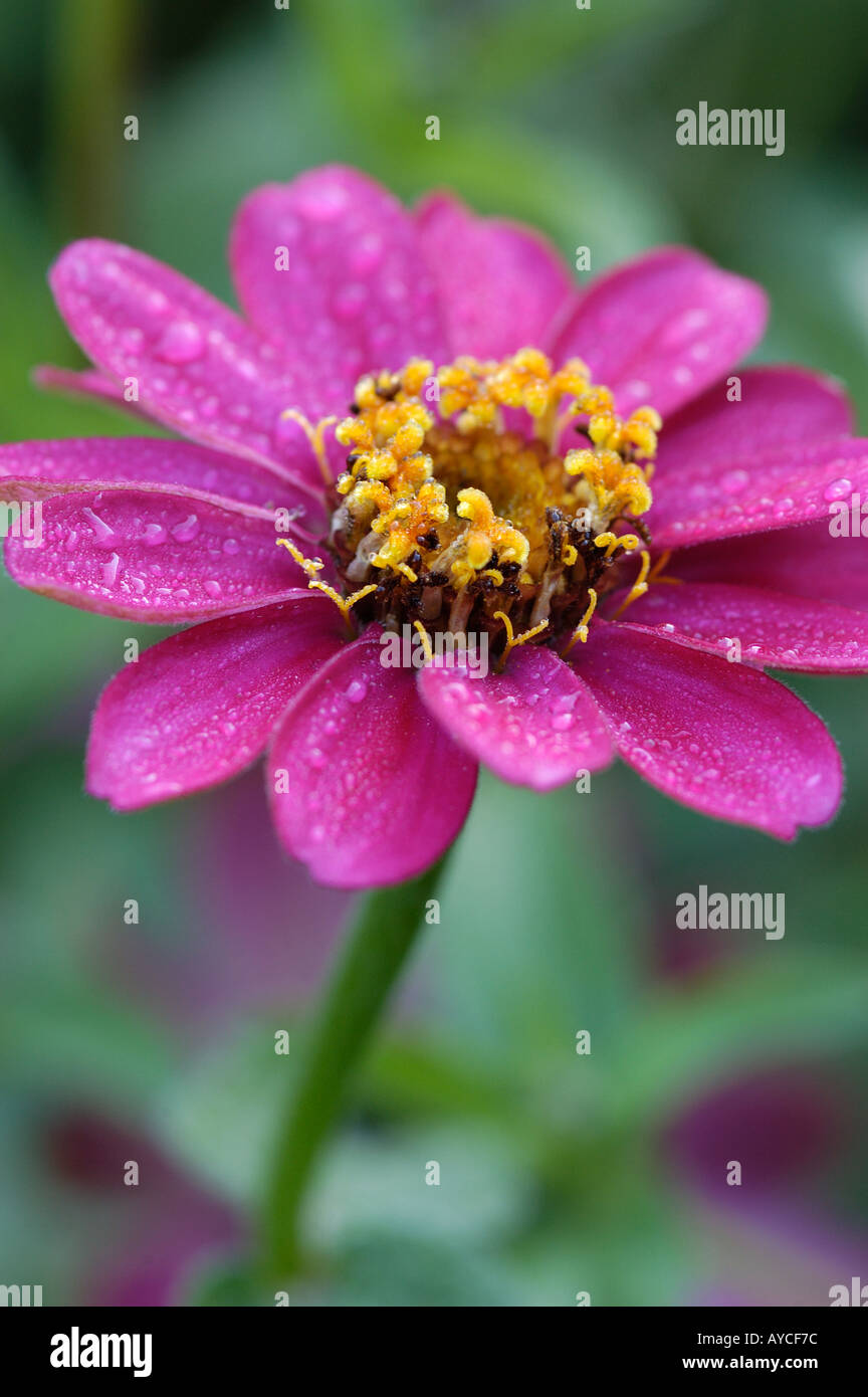 Zinnia elegans Profusion Cherry Stock Photo - Alamy