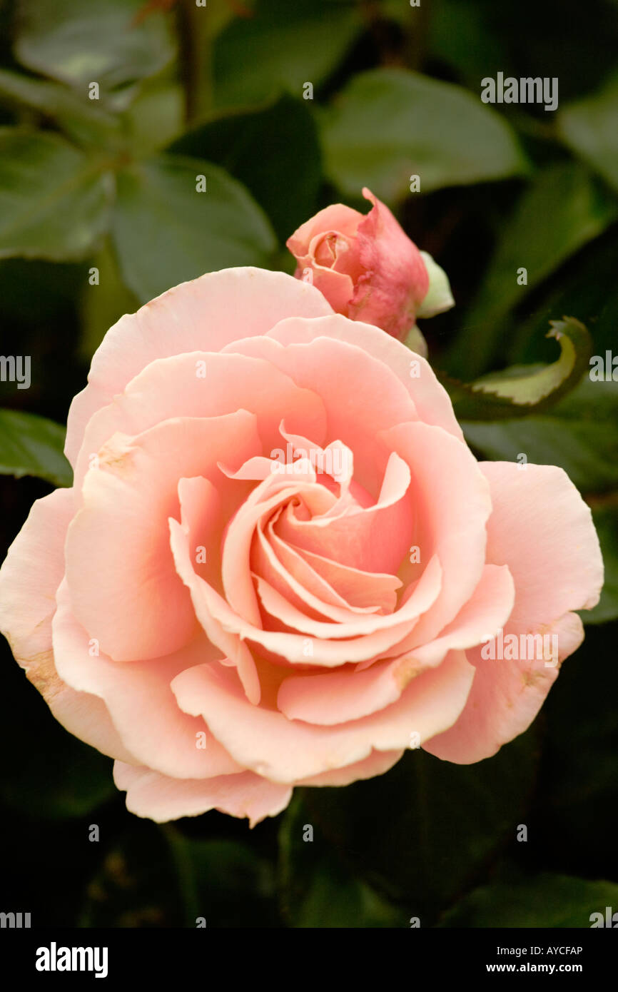 SALMON PINK ROSE Stock Photo - Alamy