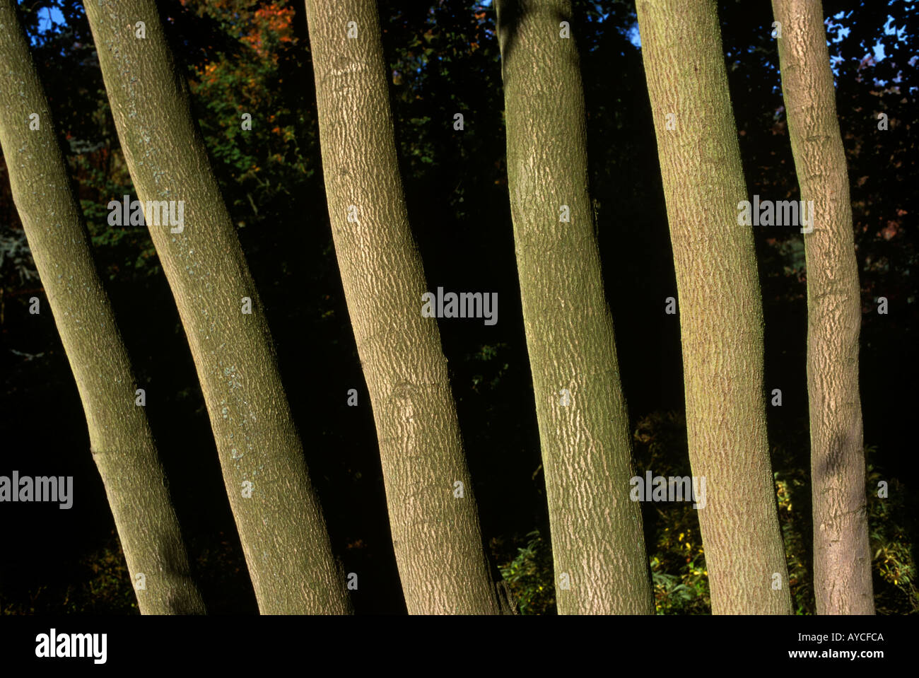 Seven tree trunks hi-res stock photography and images - Alamy