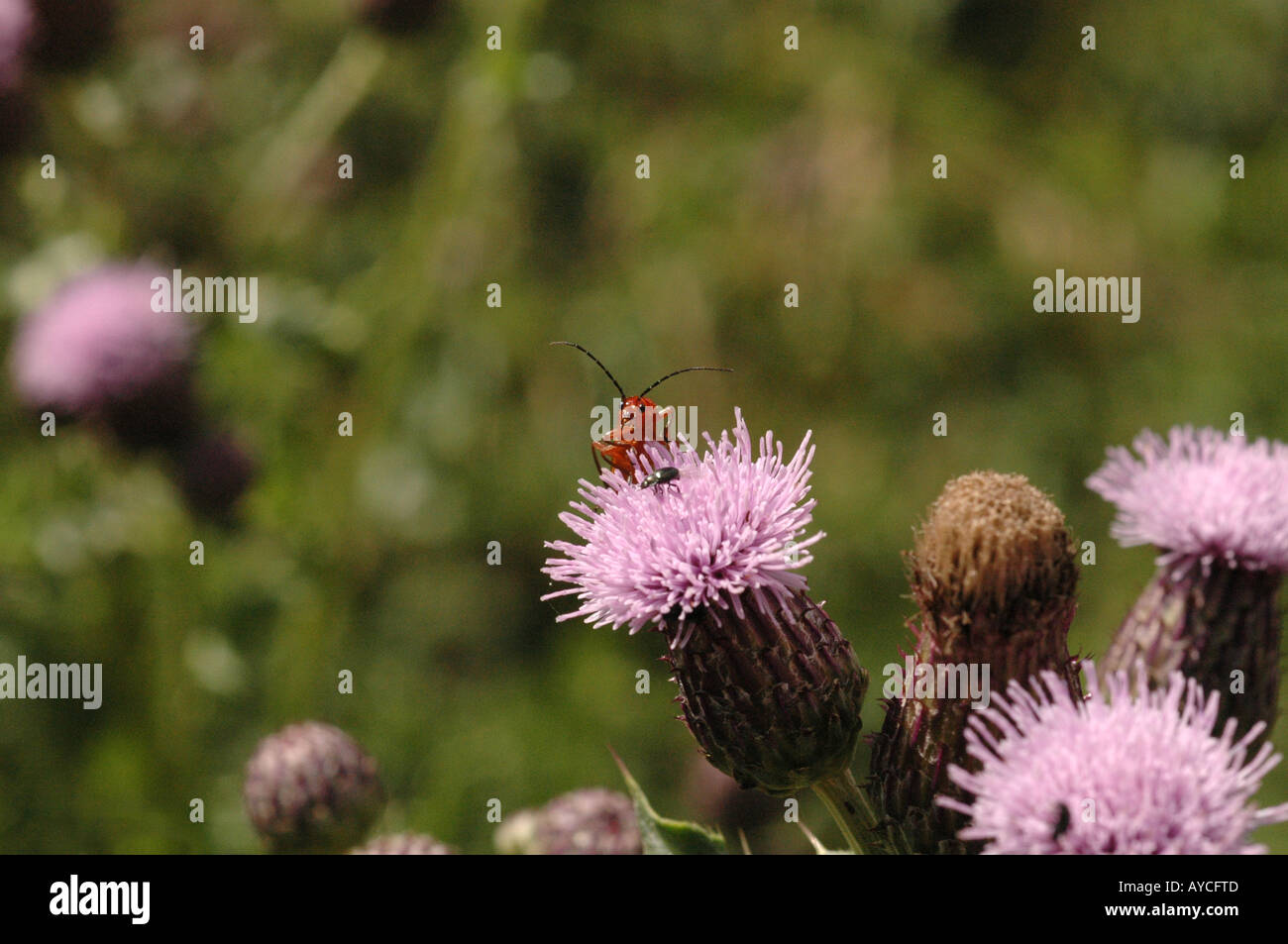 Thistle ant hi-res stock photography and images - Alamy