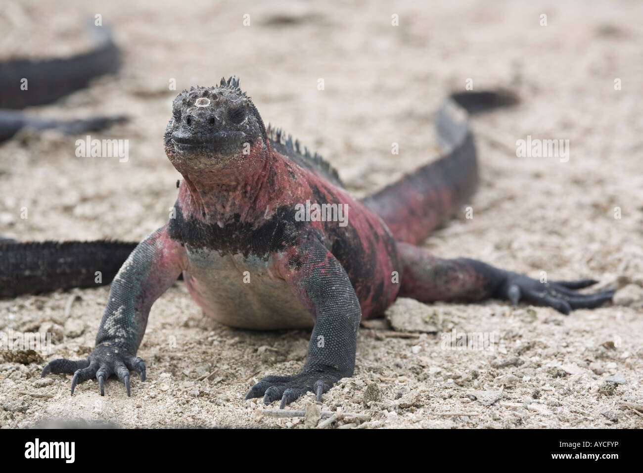 Skin patches hi-res stock photography and images - Alamy