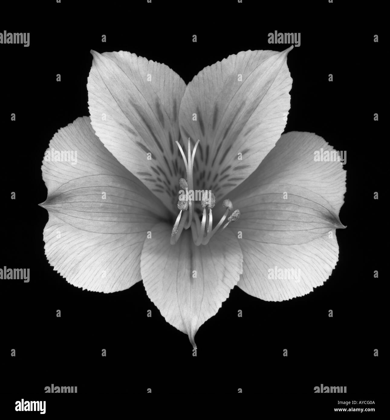 Inca lily Black and White Stock Photos & Images - Alamy