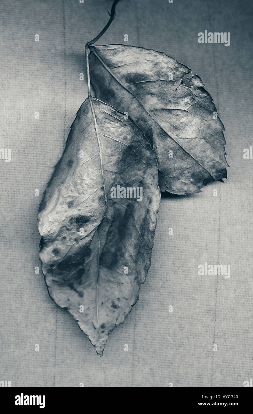 Cyanotype paper hi-res stock photography and images - Alamy