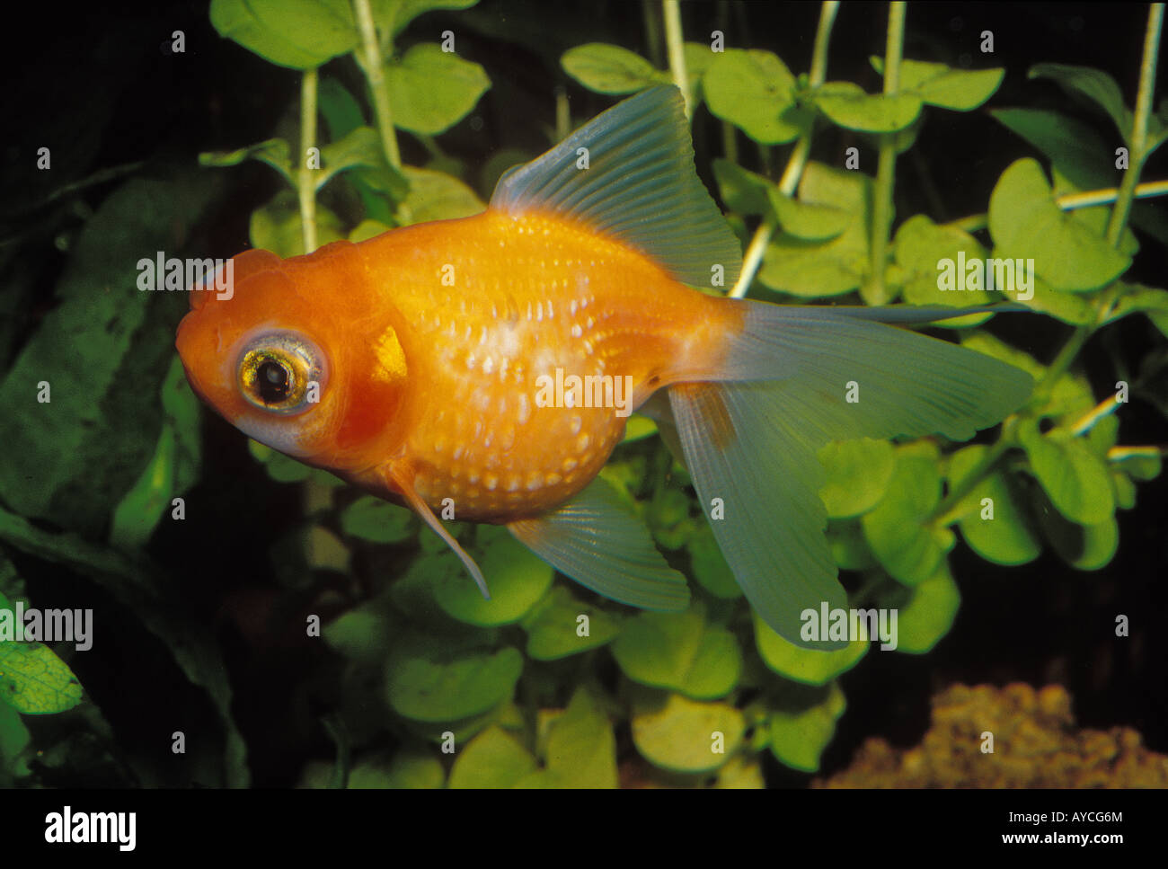 Carassius auratus, goldfish, Ciprinidae Stock Photo - Alamy