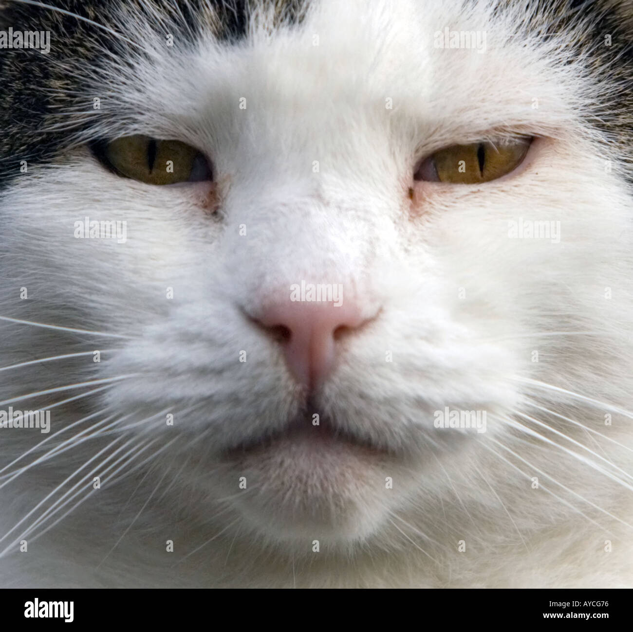 Tabby cat staring camera hi-res stock photography and images - Alamy