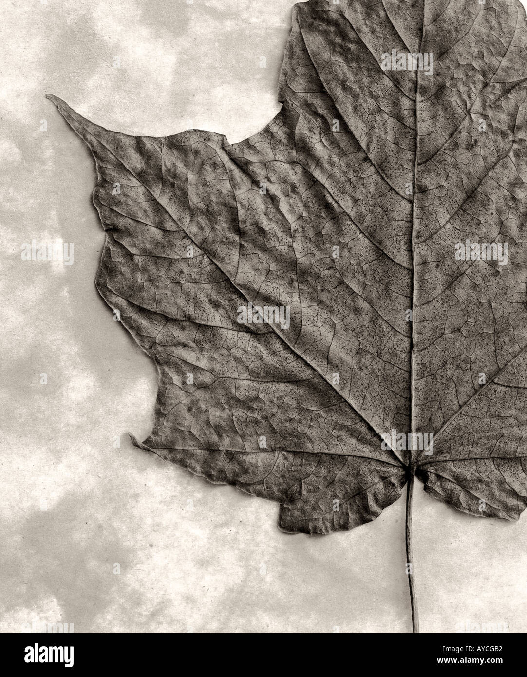 A maple leaf in sepia tone displays its texture Stock Photo - Alamy