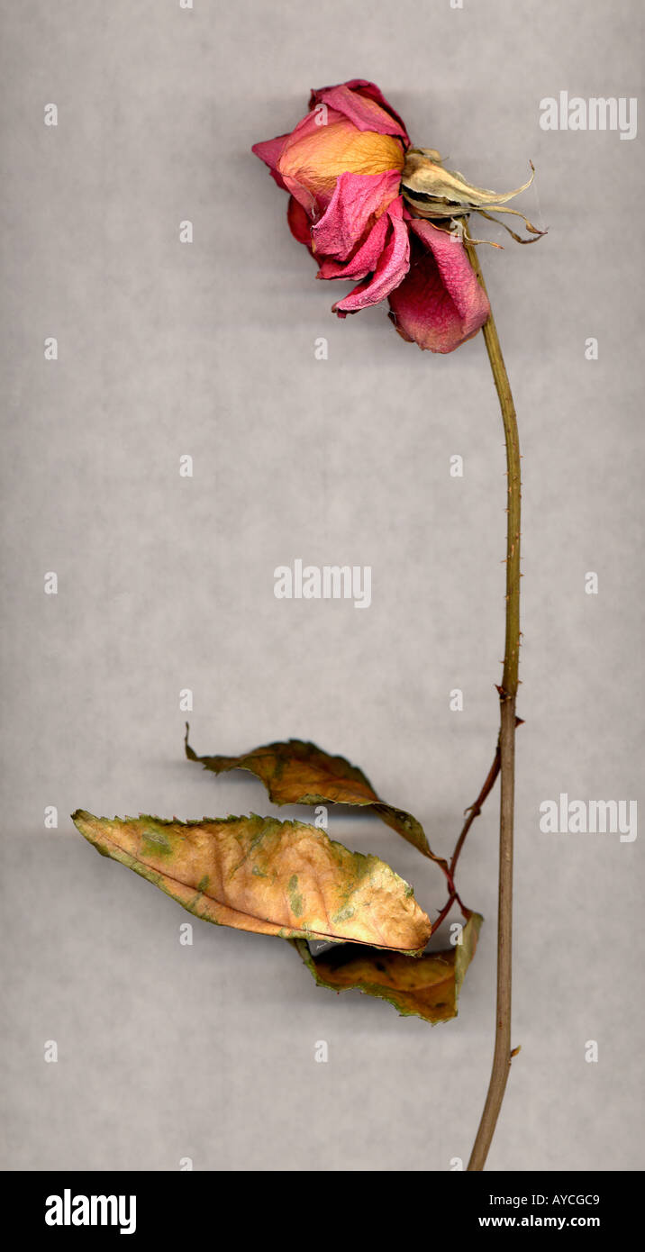 A still life of a dry long stem rose Stock Photo - Alamy