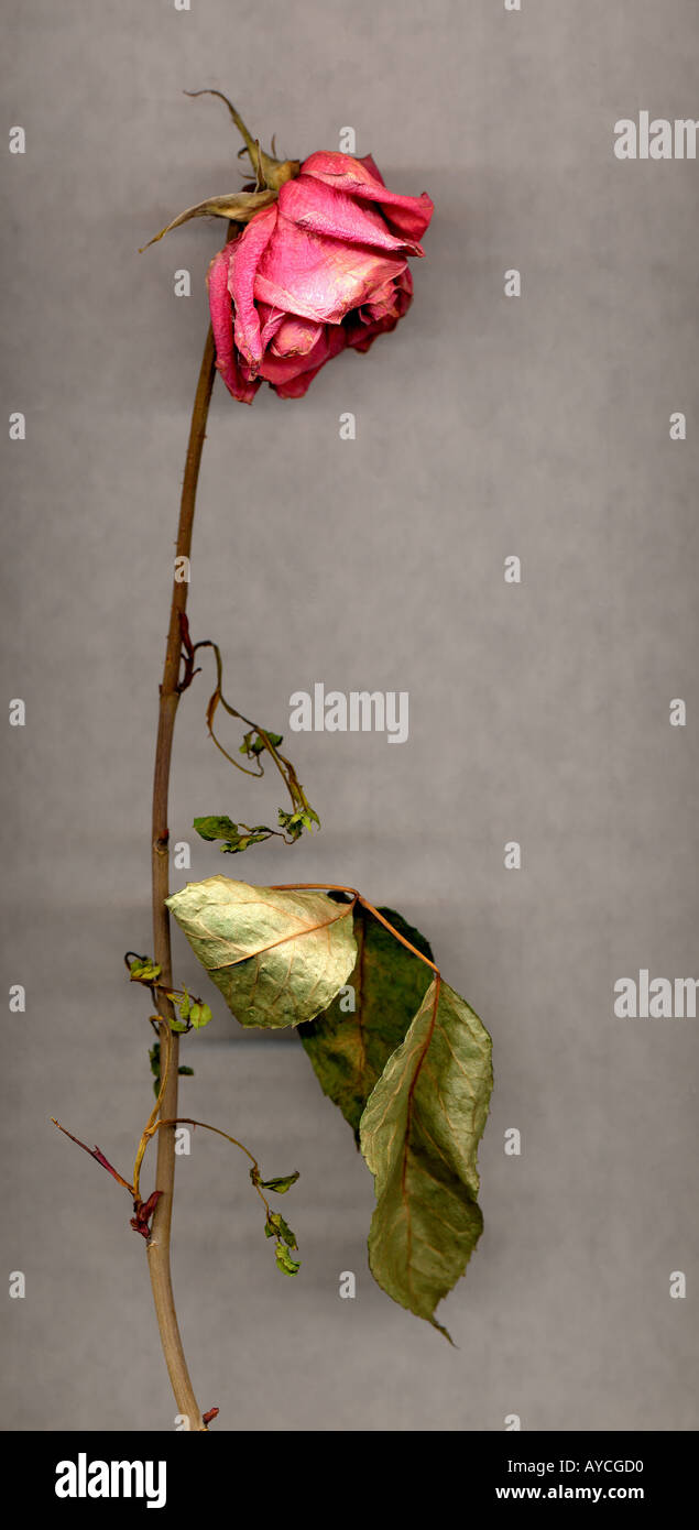 A still life of a dry long stem rose Stock Photo - Alamy