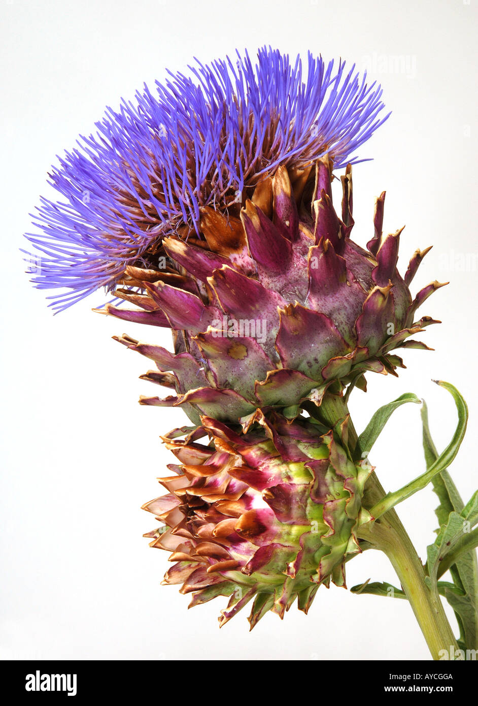 Giant Thistle Stock Photos & Giant Thistle Stock Images - Alamy