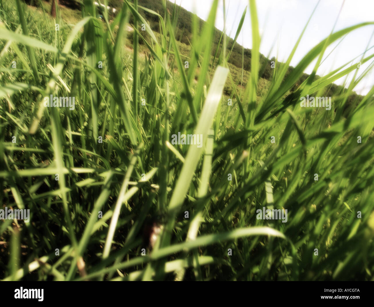 Over grown lawn hi-res stock photography and images - Alamy