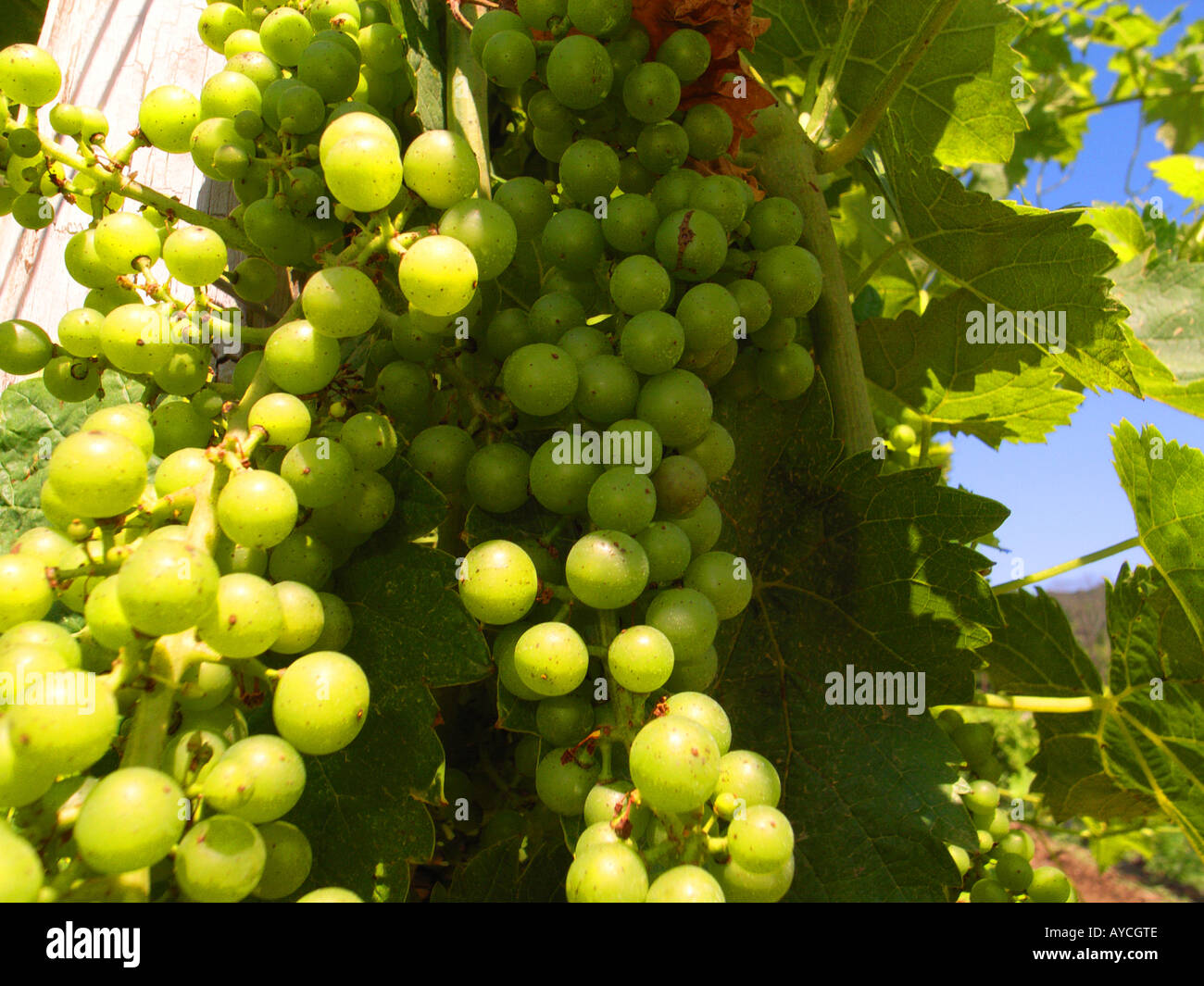 Grapes on vines in a Vineyard in New England Stock Photo - Alamy