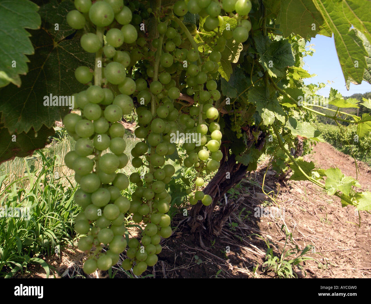 Vines england hi-res stock photography and images - Alamy