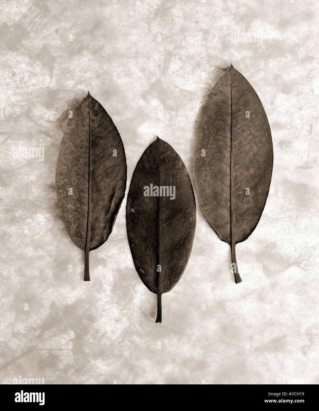 Three leaves sepia toned form a design Stock Photo - Alamy
