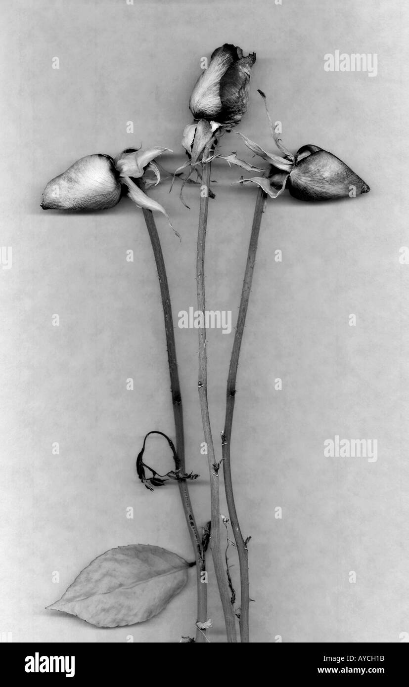 A still life of three aging roses This is a toned black and white image ...