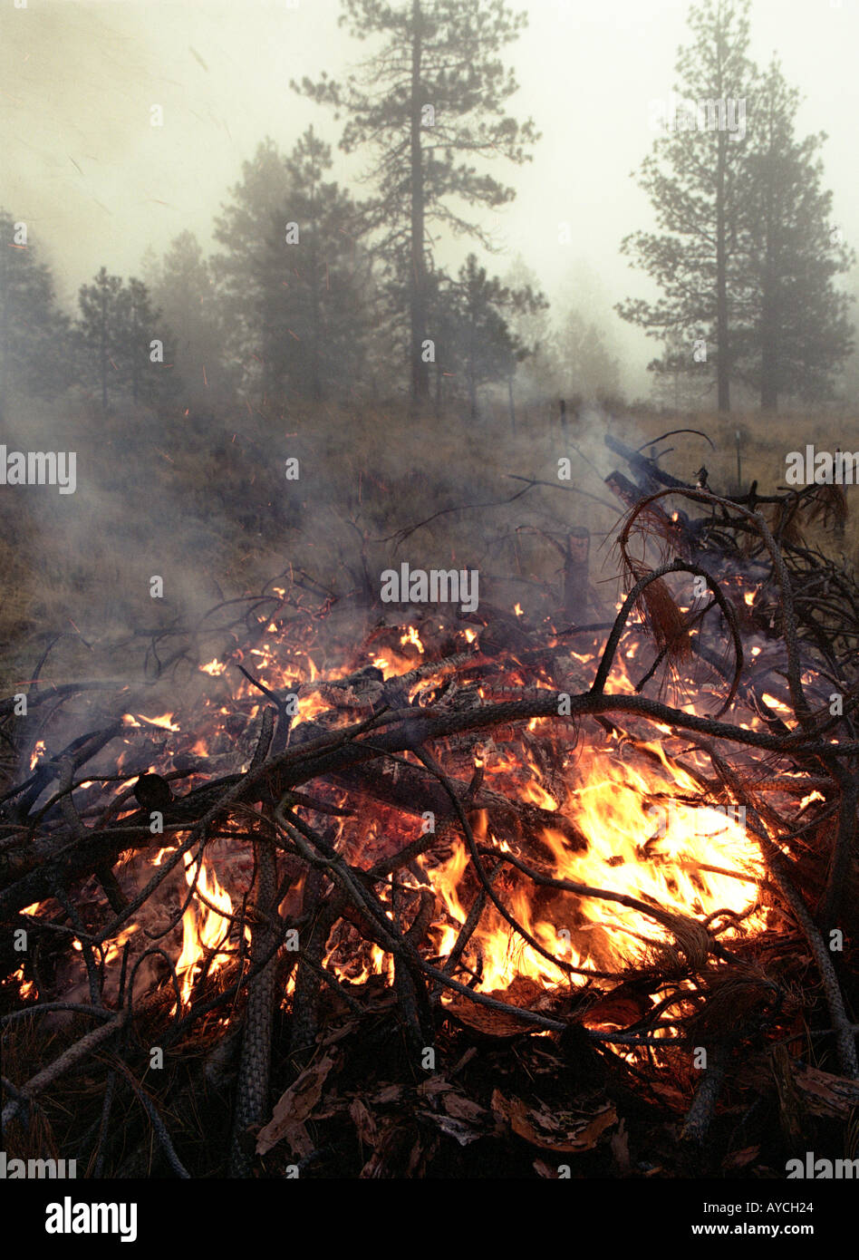 A pile of ponderosa pine tree branches burns Stock Photo - Alamy