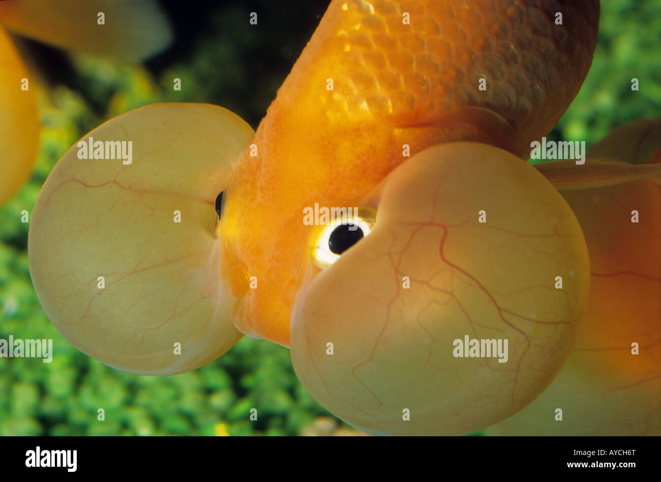 Bubble Eye Goldfish, Carassius auratus, Ciprinidae, freshewater fish ...