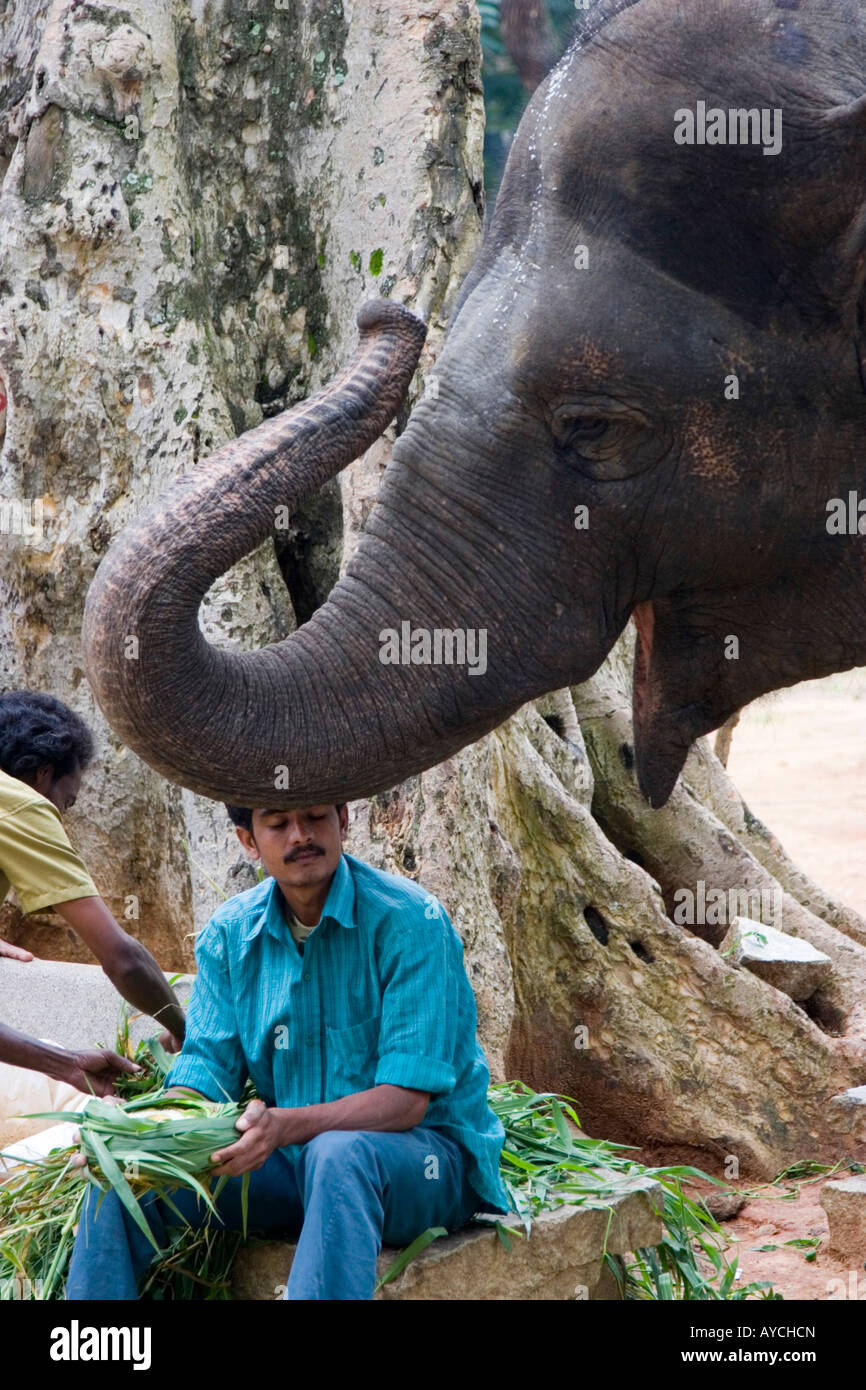 Feeding time in the elephant enclosure Stock Photo - Alamy