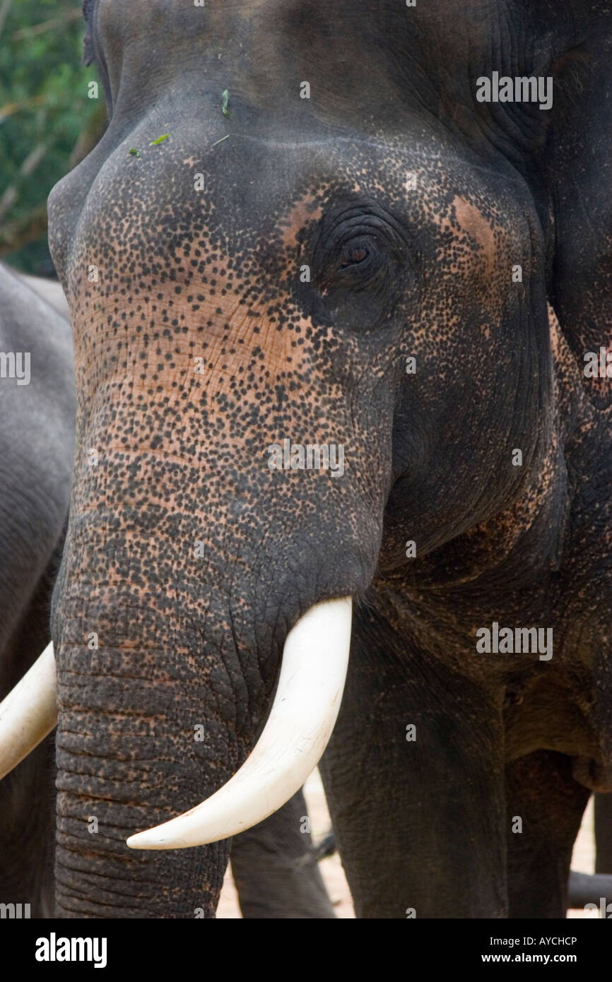 Male elephant adult cute hi-res stock photography and images - Alamy