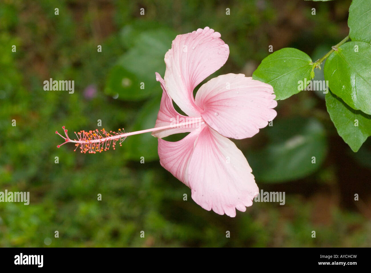 Beautiful Indian flowers Stock Photo - Alamy