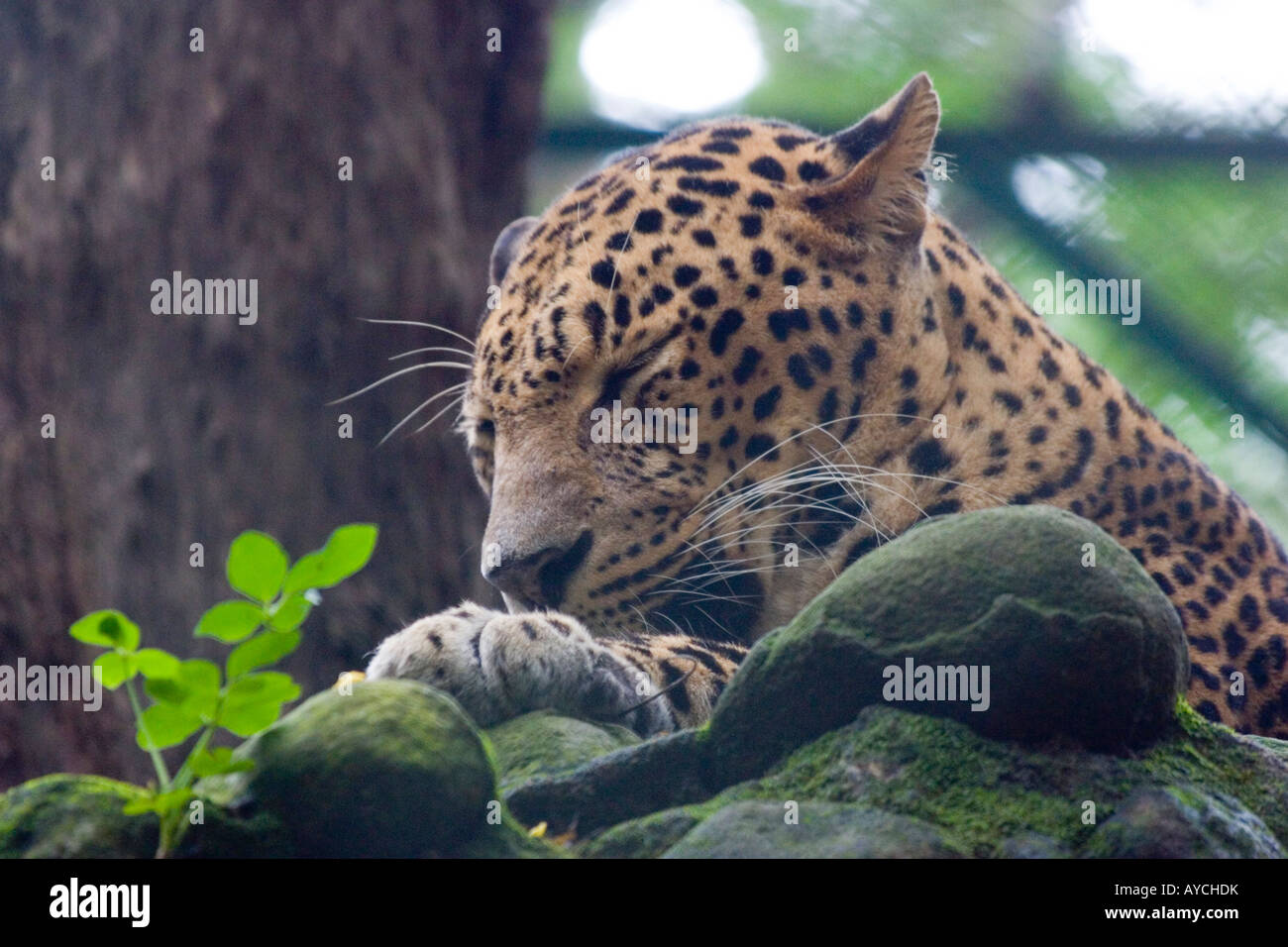 Leopard in an indian wildlife park Stock Photo - Alamy