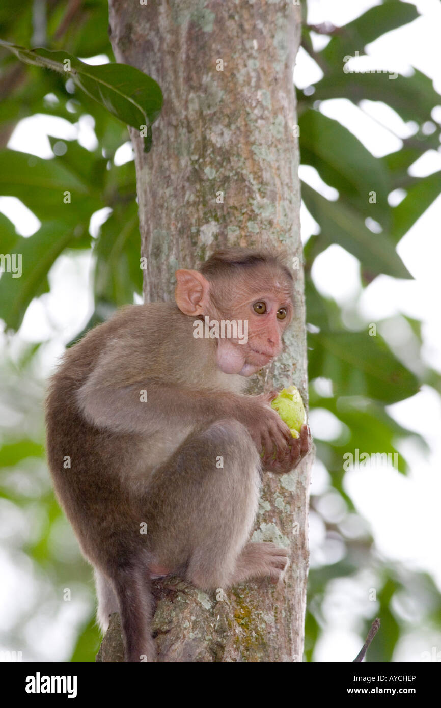 Red faced monkey eating corn in a tree Stock Photo - Alamy