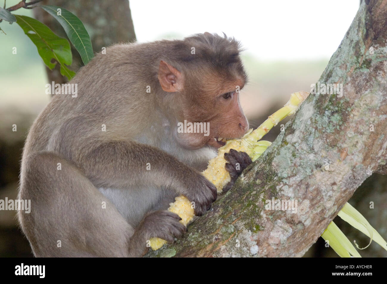 Red faced monkey eating corn in a tree Stock Photo - Alamy